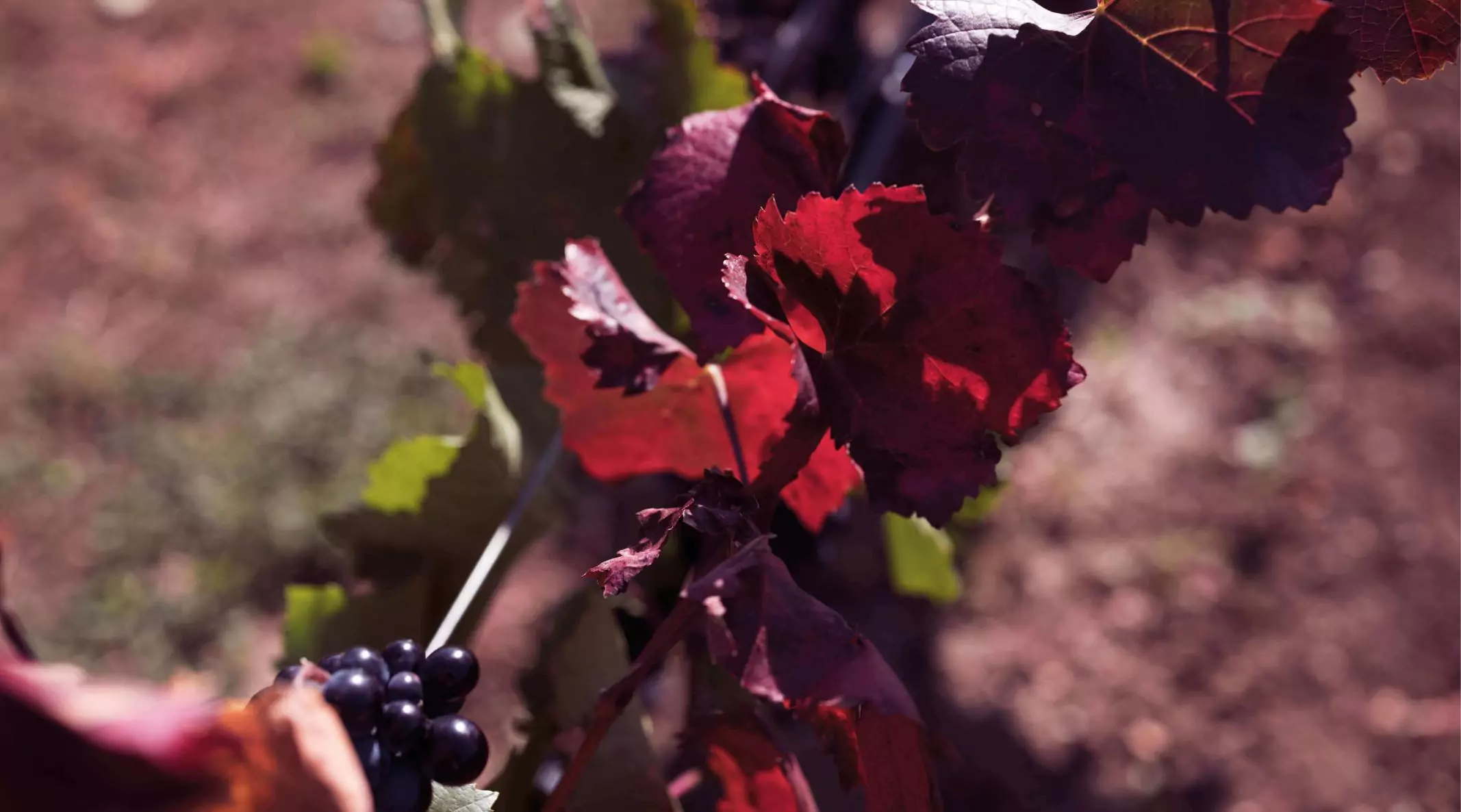 Andau | Weingut Hannes Reeh | Wein aus Andau